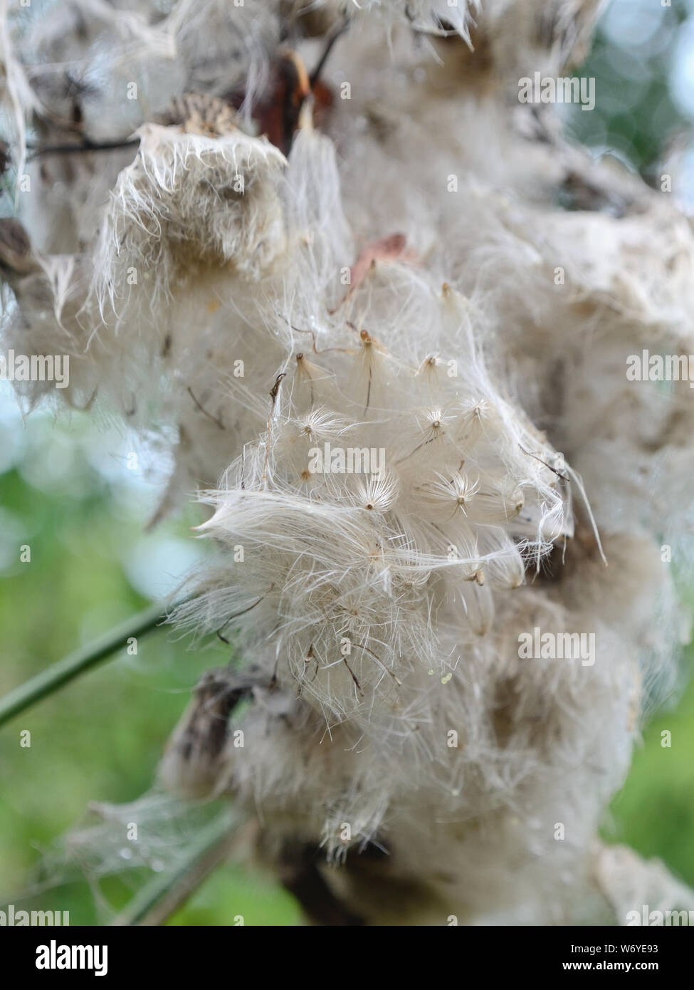 Seeds pappus after rain Stock Photo - Alamy
