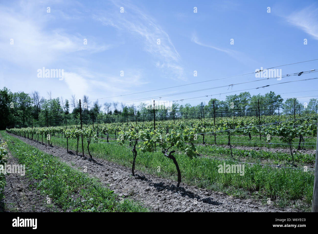 Winery on Lake Ontario, young vines growing, grape flowers on vines ...