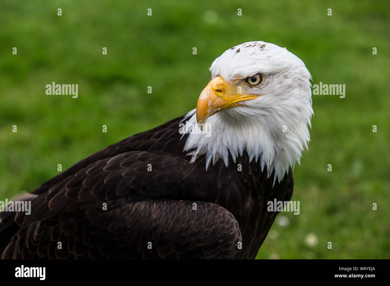 bald eagle in green gras with sharp view Stock Photo - Alamy