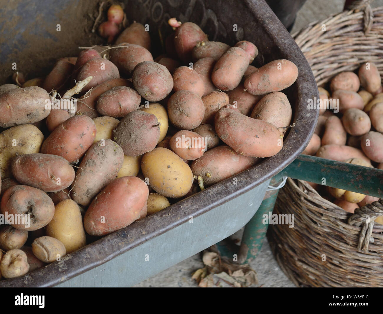Harvest of fresh potatoes in the field, Solanum Tuberosum Stock Photo ...