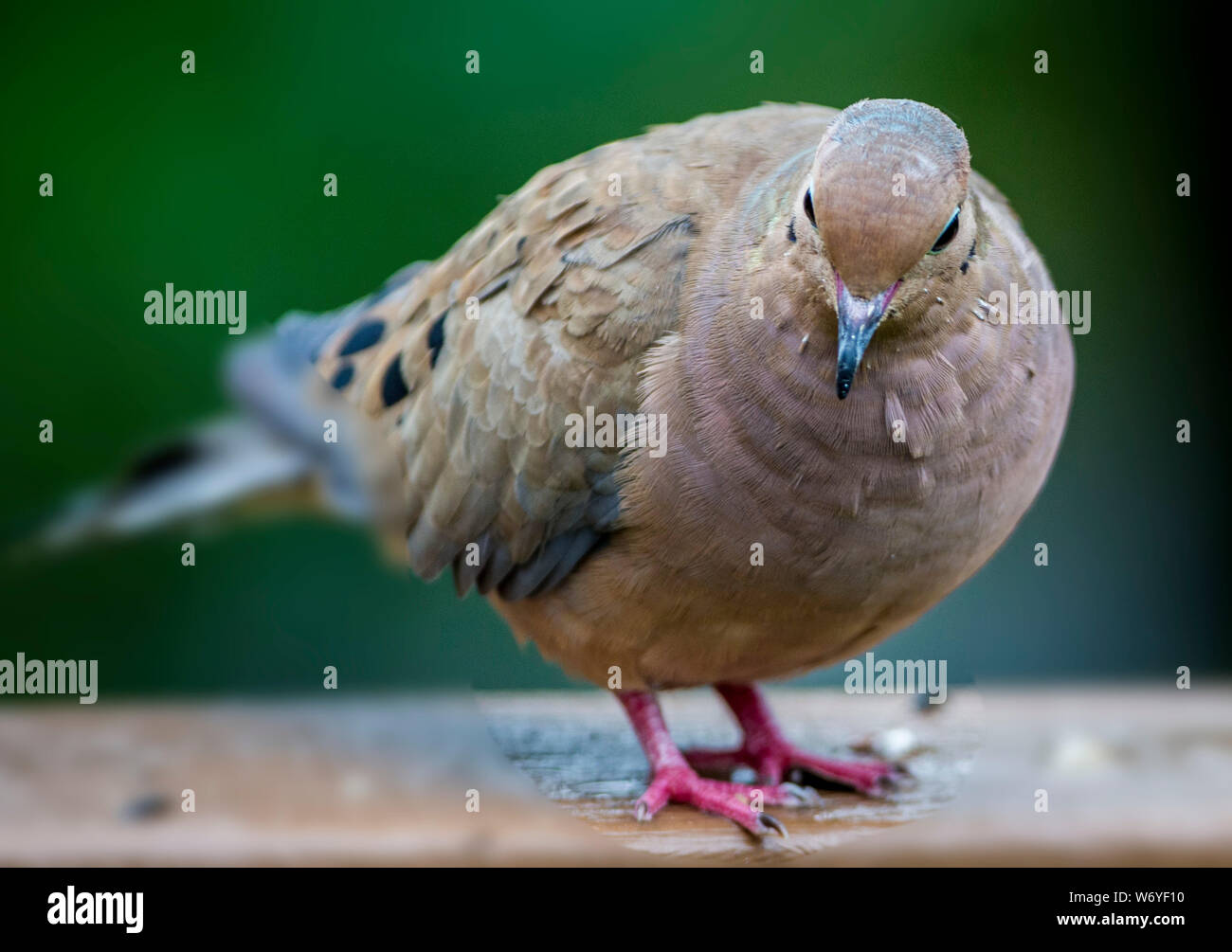 Fat dove hi-res stock photography and images - Alamy