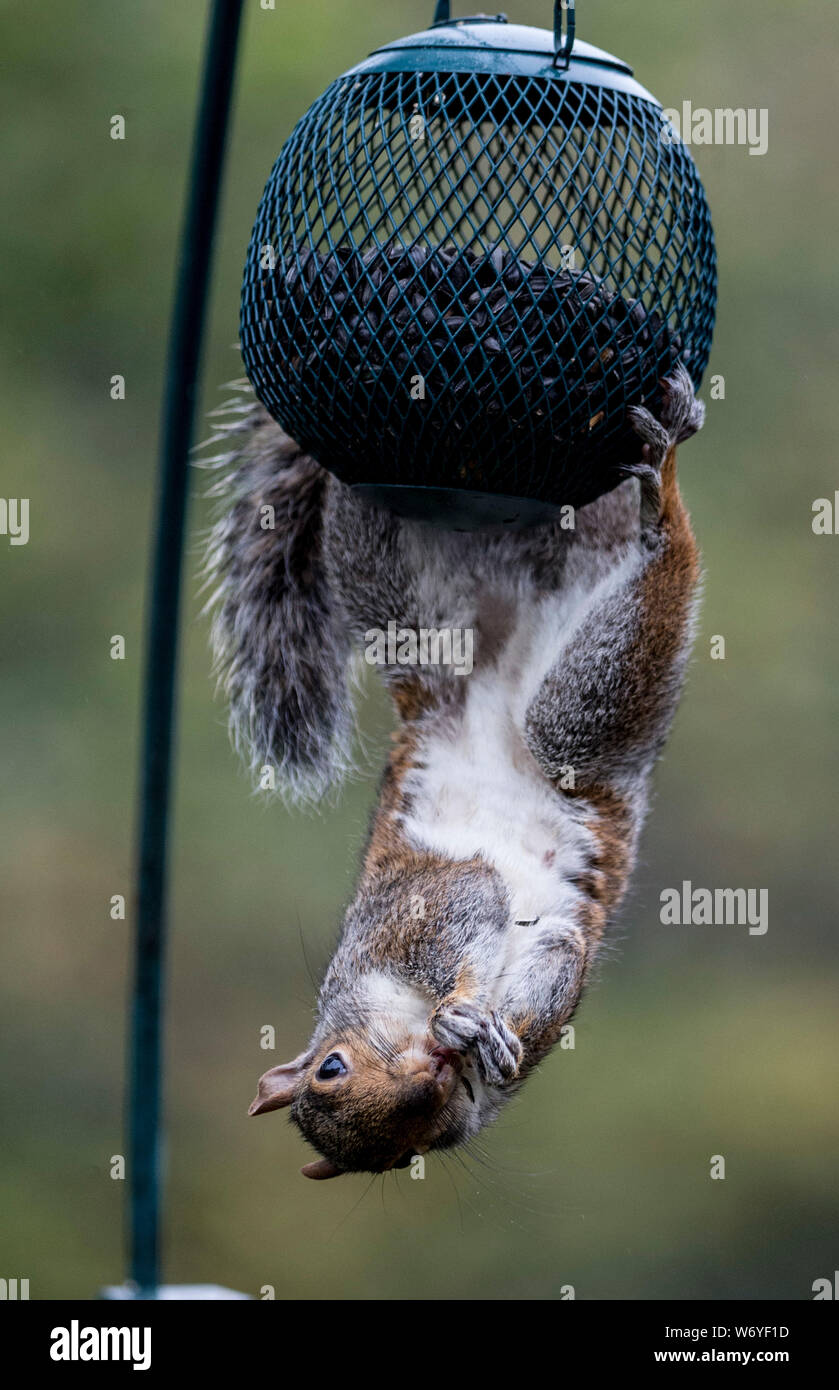 Pivoting hi-res stock photography and images - Alamy