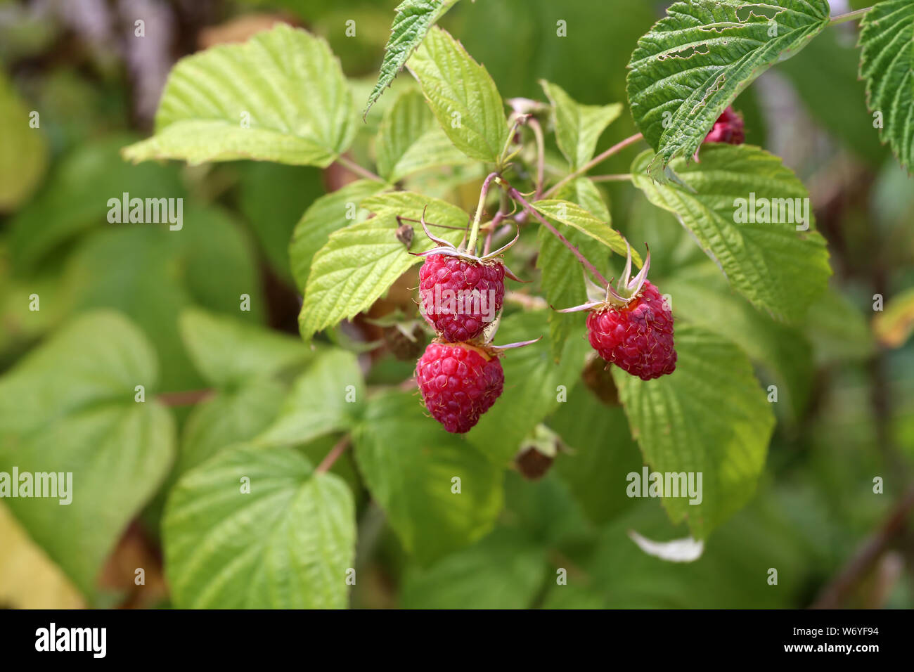 Raspberry plant fence hi-res stock photography and images - Alamy