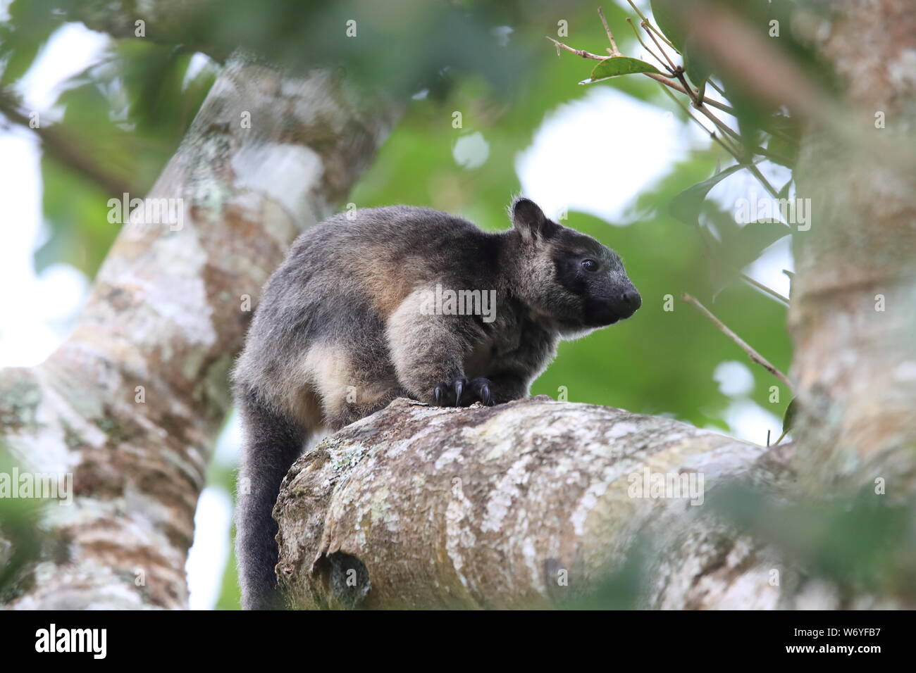 A Lumholtz's tree-kangaroo (Dendrolagus lumholtzi) cub in a tree ...