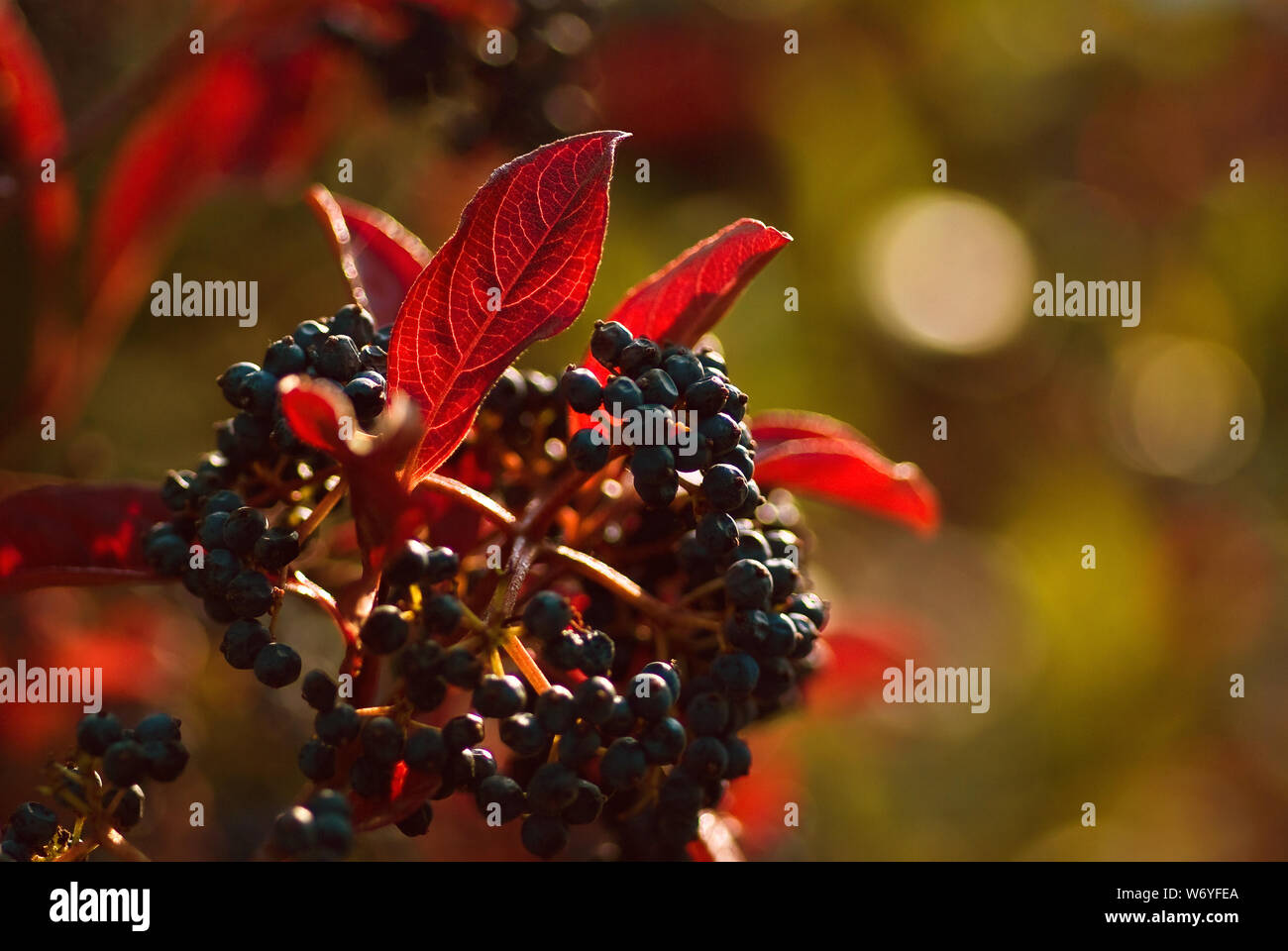 Fall dried fruit hi-res stock photography and images - Alamy