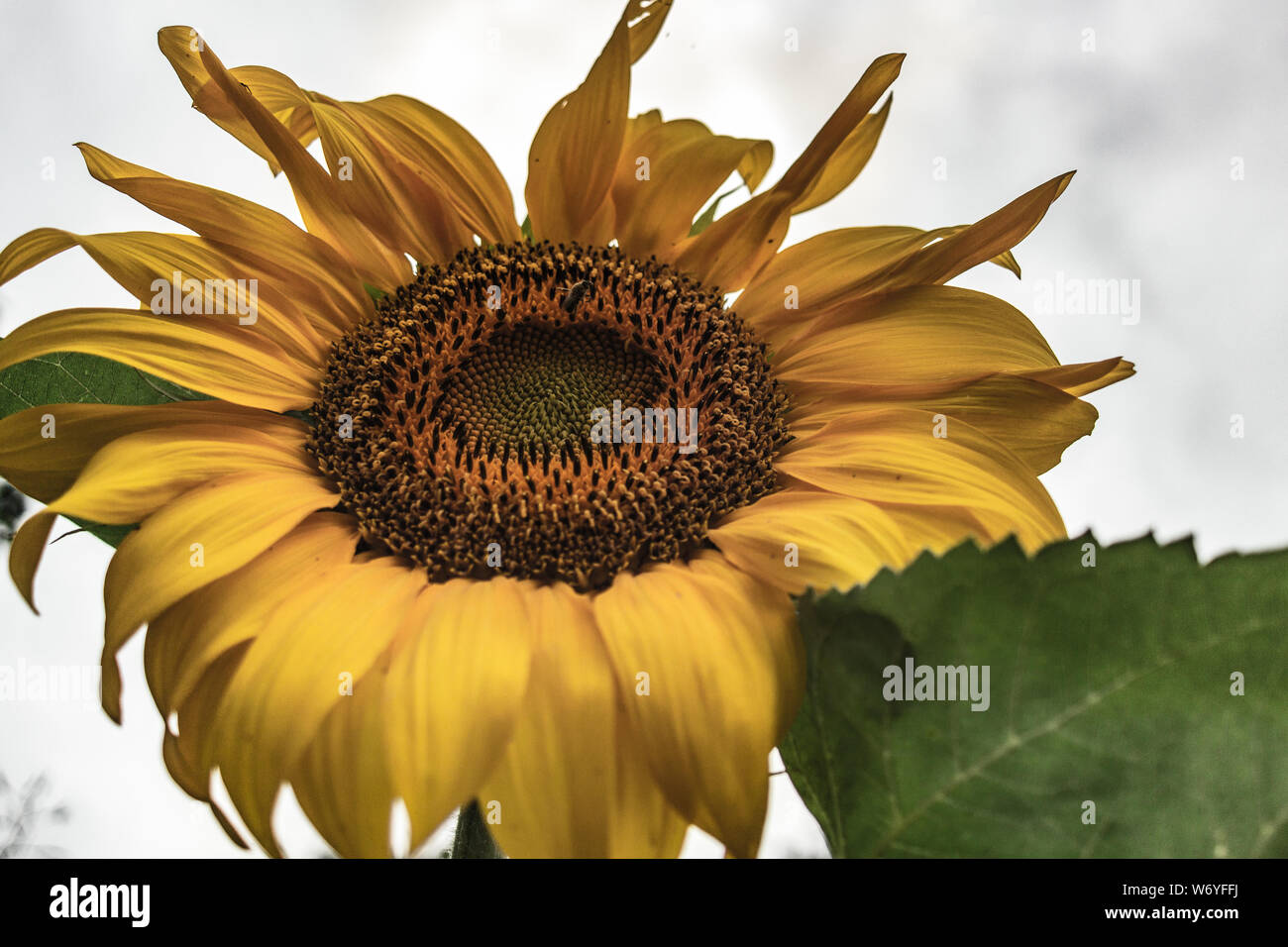 Russian mammoth sunflower hi-res stock photography and images - Alamy