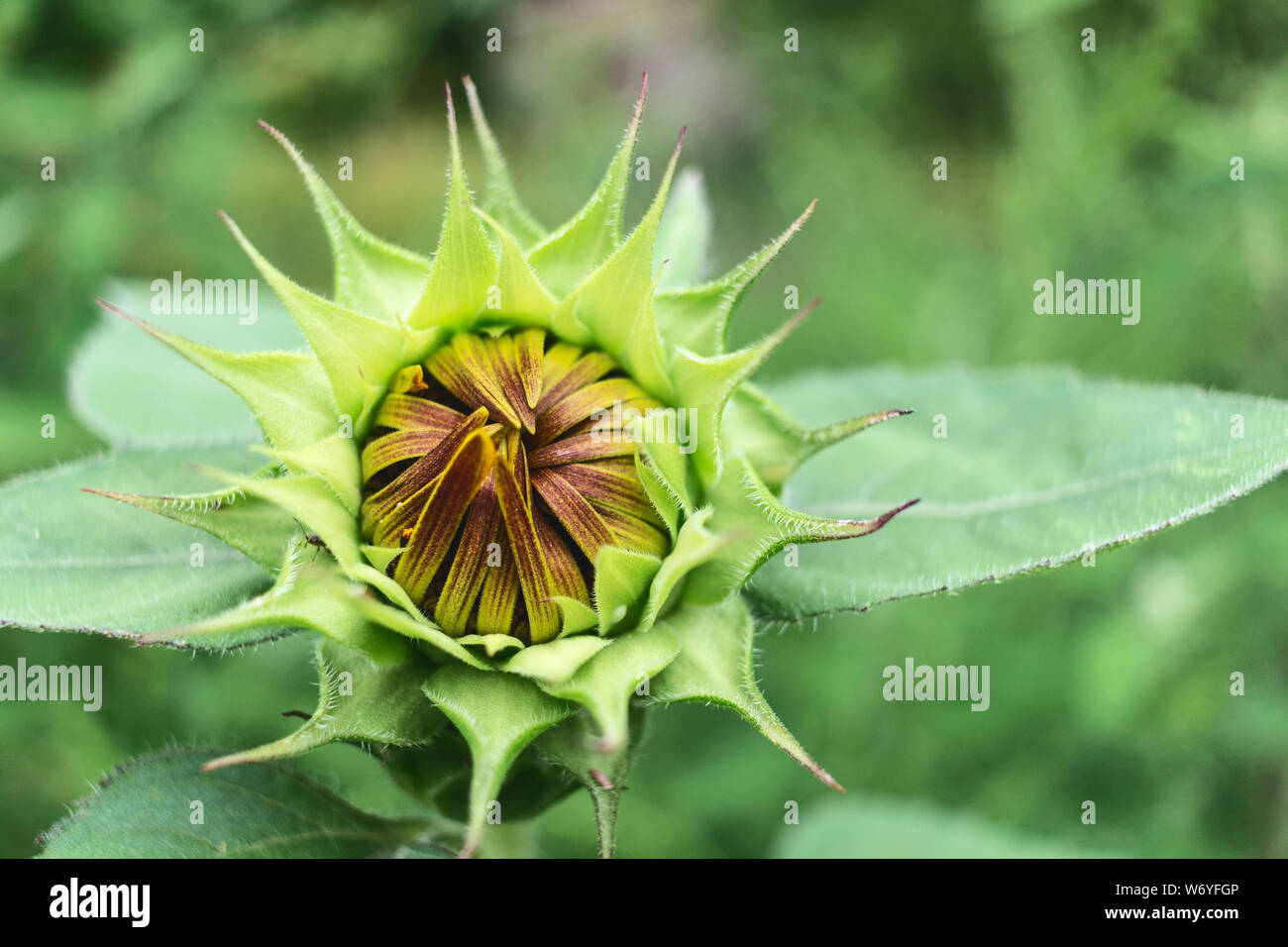 The petals of this Russian Mammoth sunflower (Helianthus) bud are ...