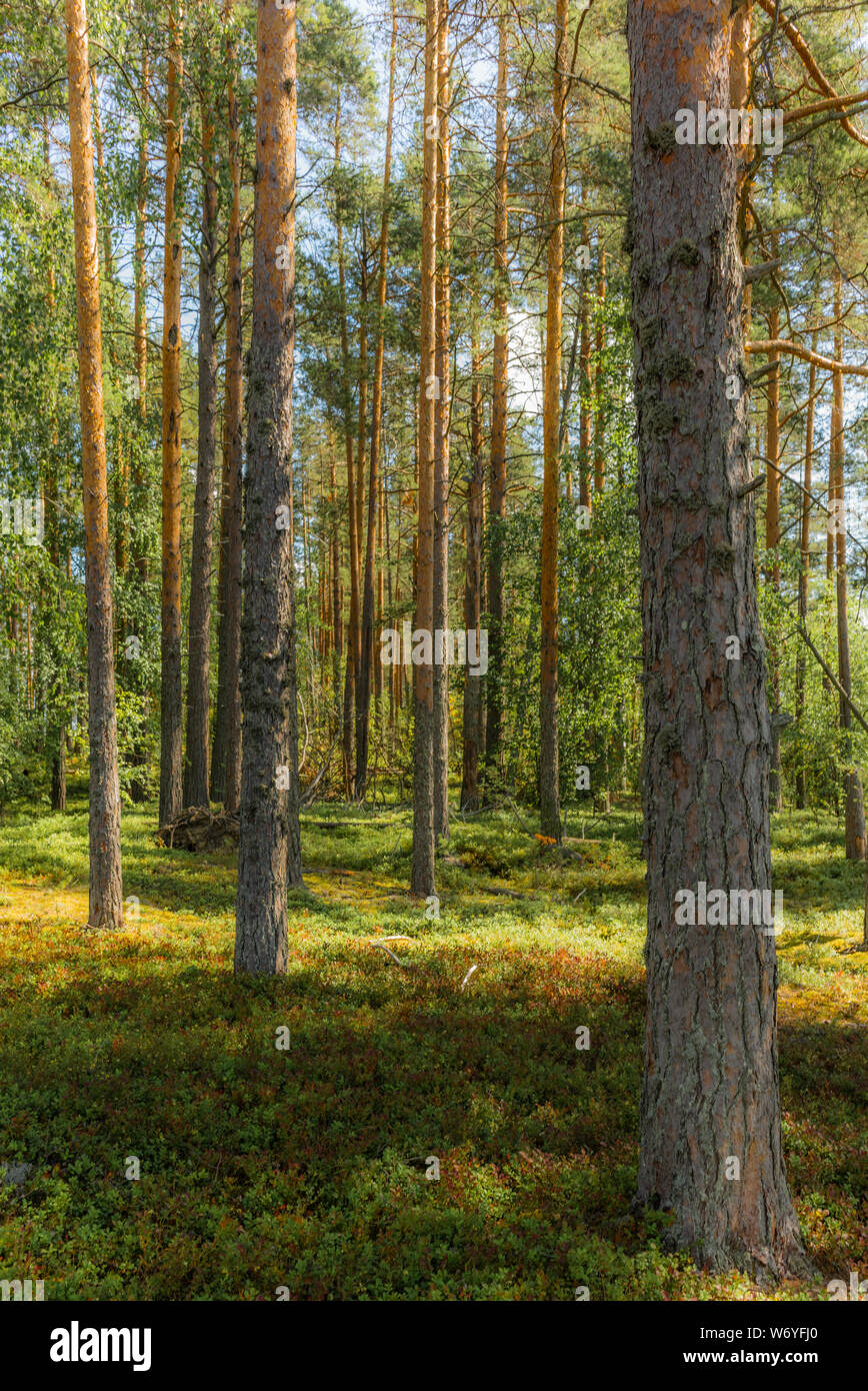 Light and shadows among the pine trees of the Linnansaari National Park ...