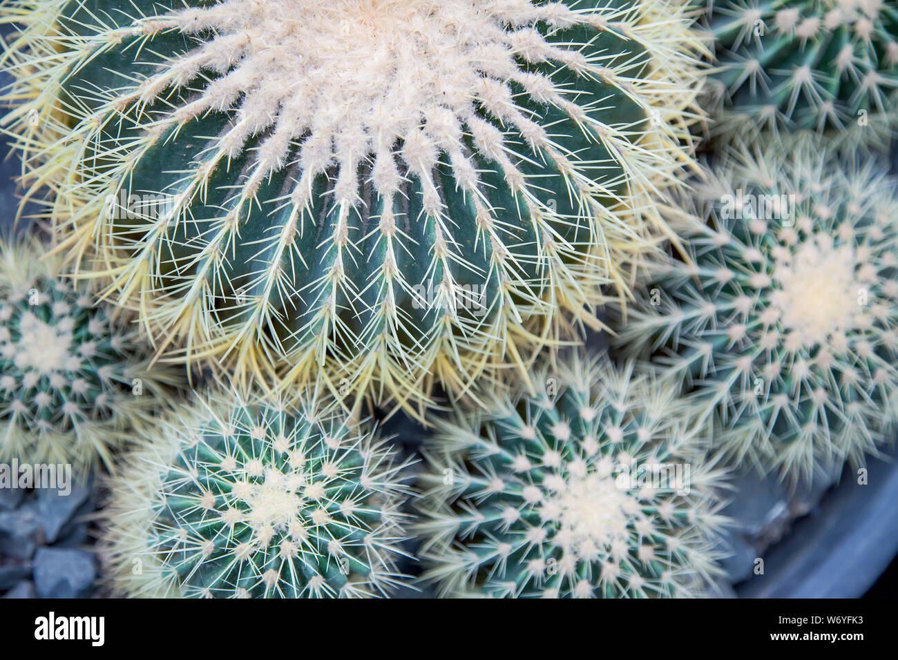 large and small green cactus, close up and top view Stock Photo - Alamy