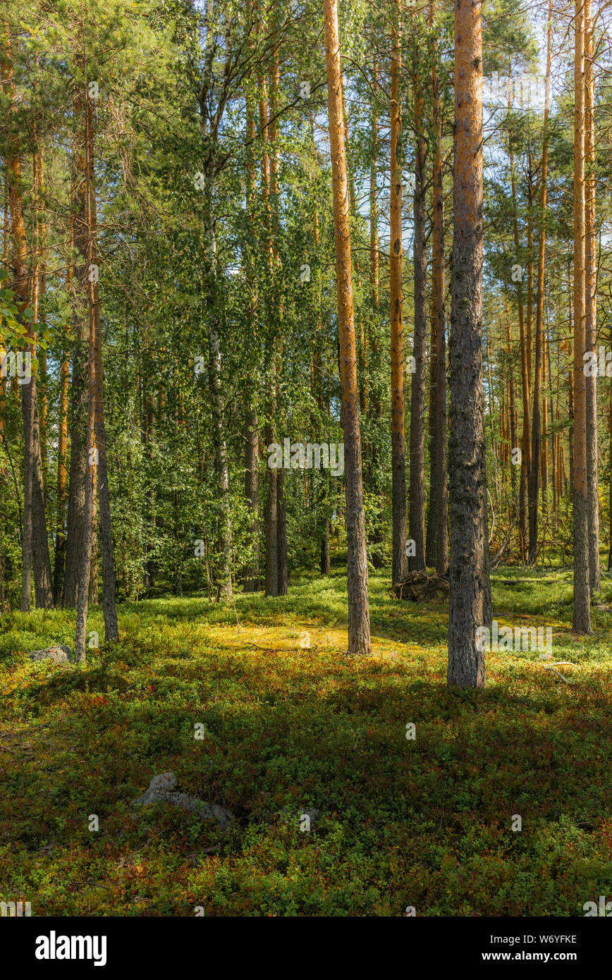 Light and shadows among the pine trees of the Linnansaari National Park ...