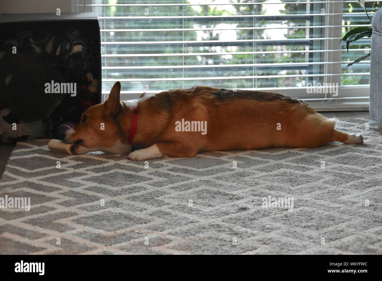 A red sable Pembroke Welsh Corgi Stock Photo - Alamy