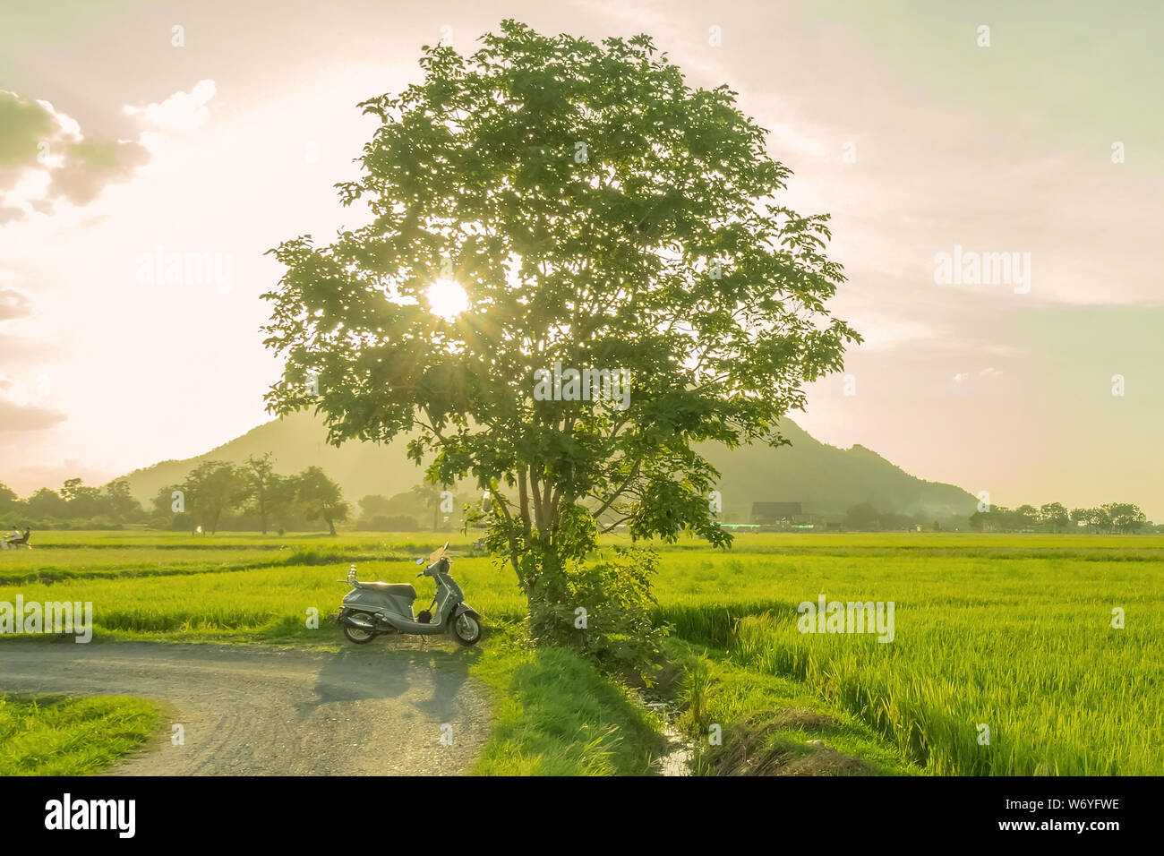 Rice fields in the evening before sunset Stock Photo - Alamy