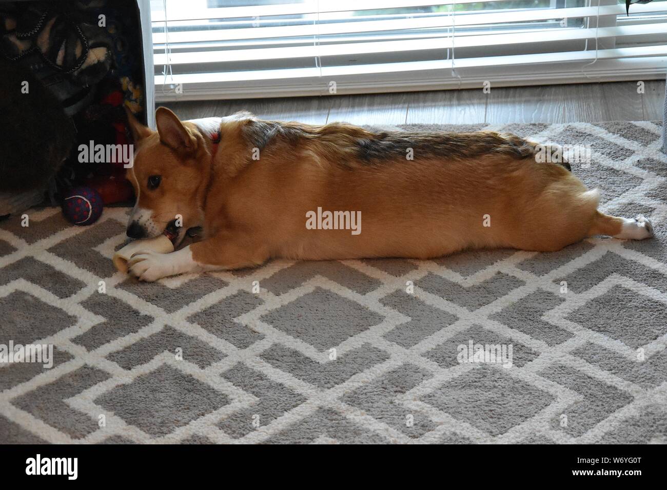 A red sable Pembroke Welsh Corgi Stock Photo - Alamy
