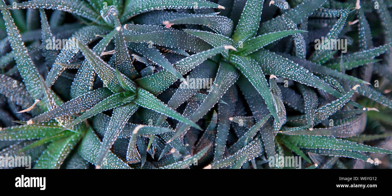 Prickly plant hi-res stock photography and images - Alamy