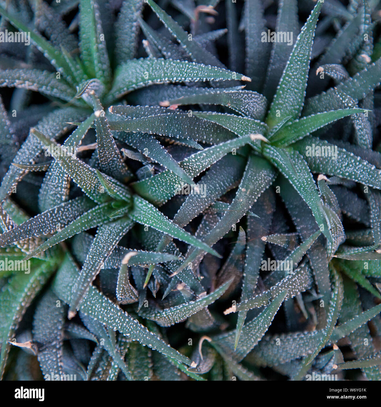 Prickly plant in macro background with copy space. Natural background ...