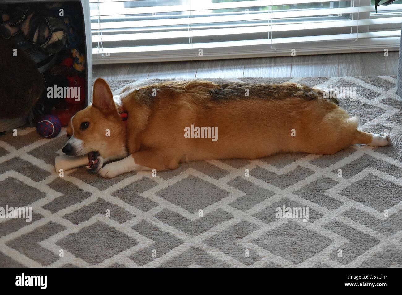 A red sable Pembroke Welsh Corgi Stock Photo - Alamy