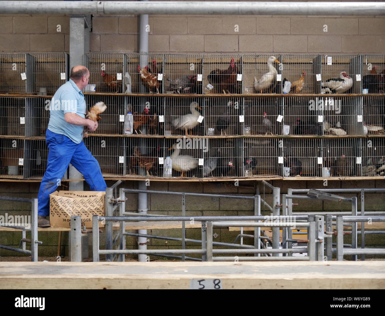 Caged chickens, uk hi-res stock photography and images - Alamy