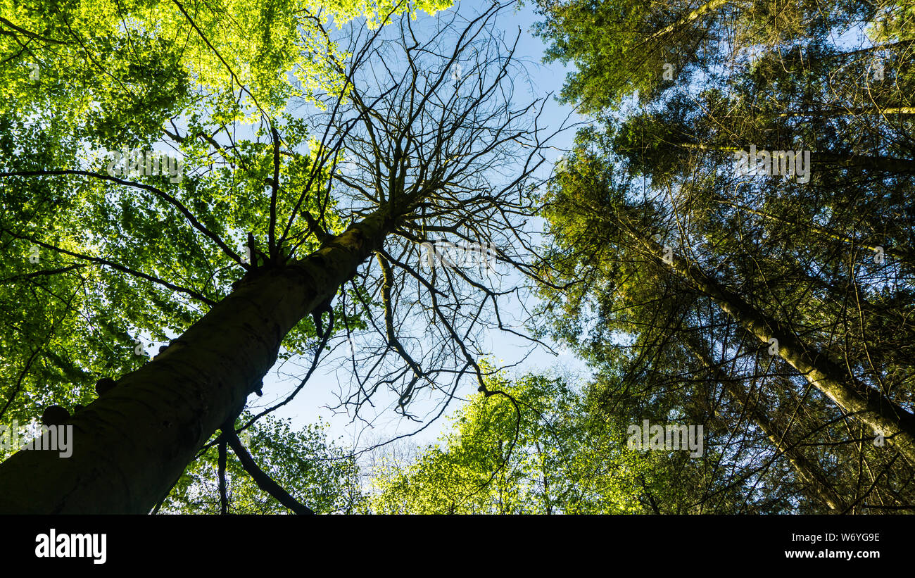 dead tree in forest Stock Photo - Alamy