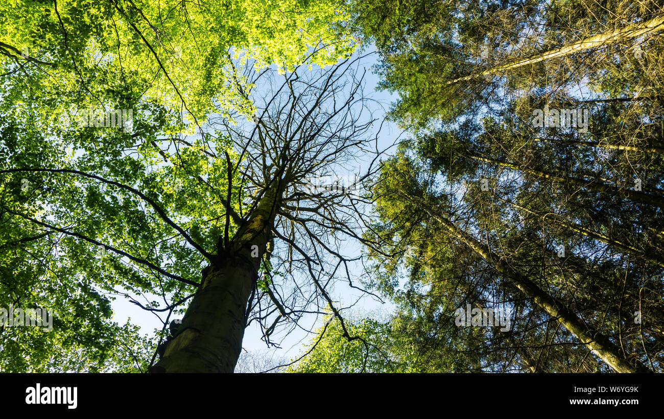 Dead wood spring hi-res stock photography and images - Alamy