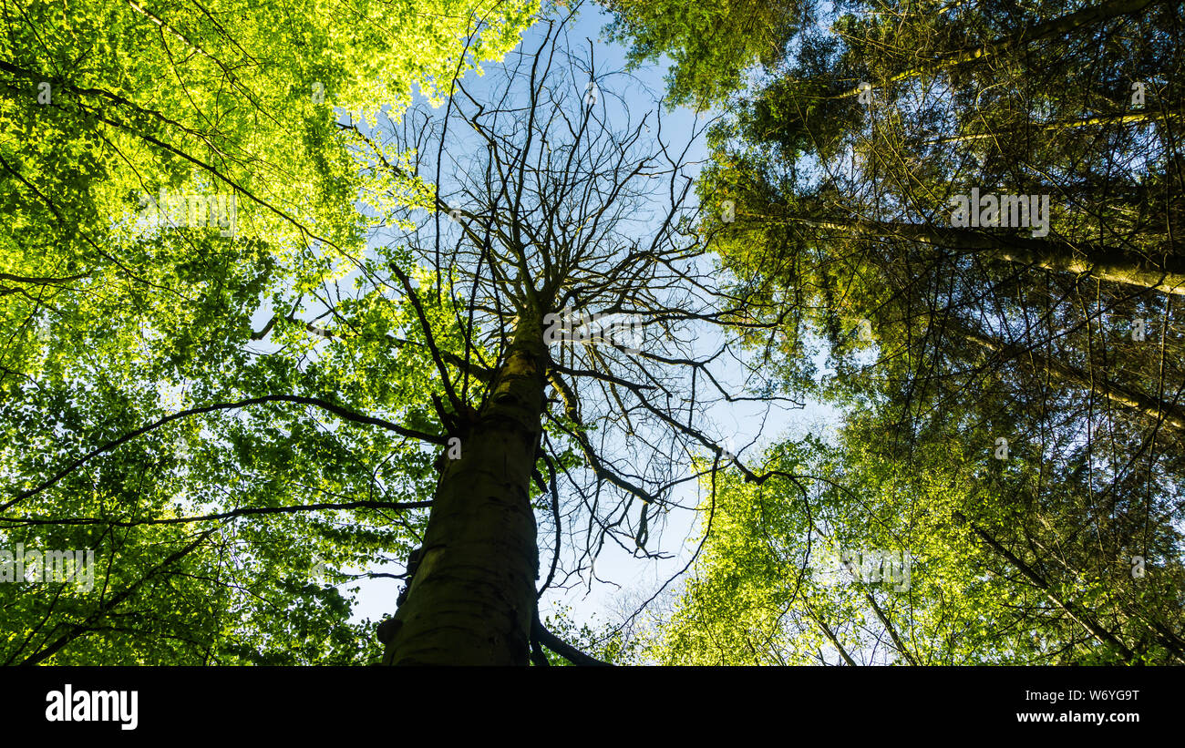 dead tree in forest Stock Photo - Alamy
