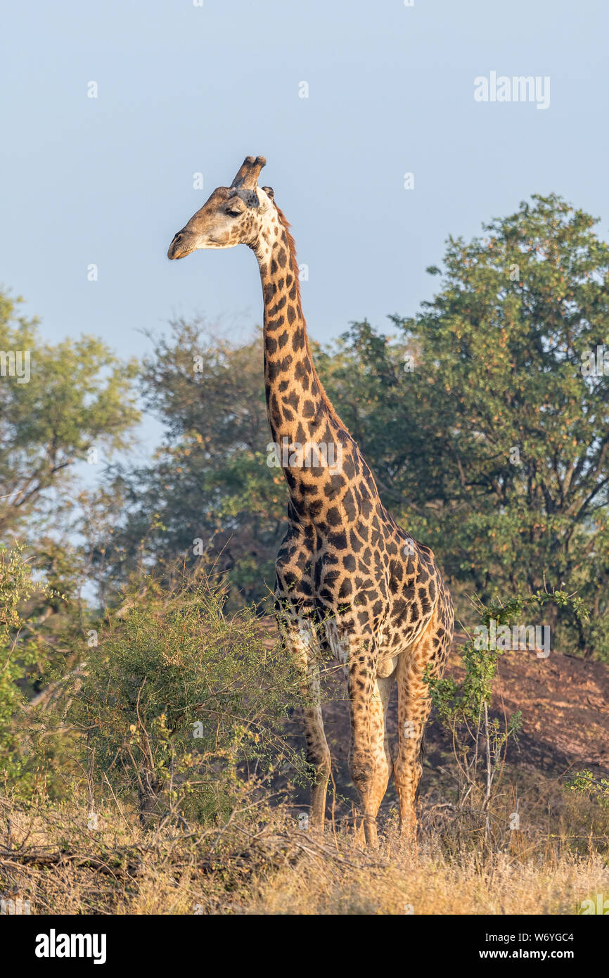 South african giraffe hi-res stock photography and images - Alamy