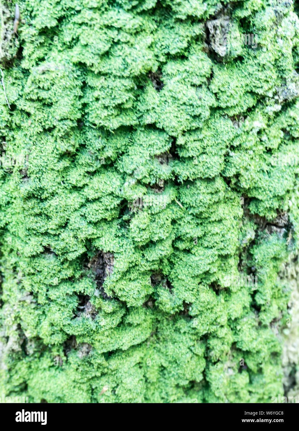 Moss wallpaper hi-res stock photography and images - Alamy