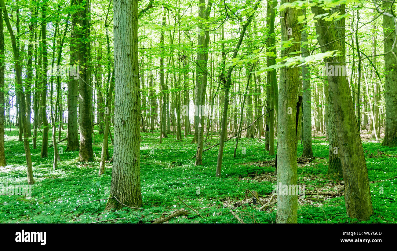 forest in spring Stock Photo - Alamy