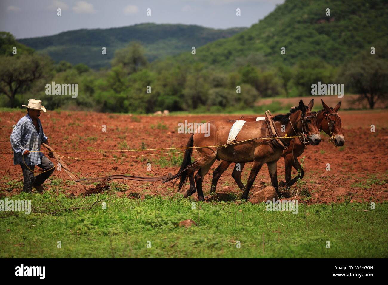 Arado tradicional hi-res stock photography and images - Alamy
