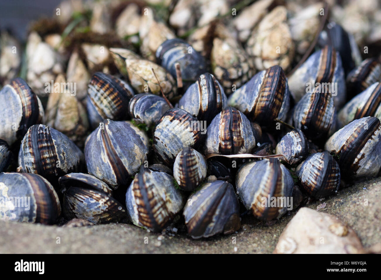 cluster of mussels growing in southern California tidepool Stock Photo ...