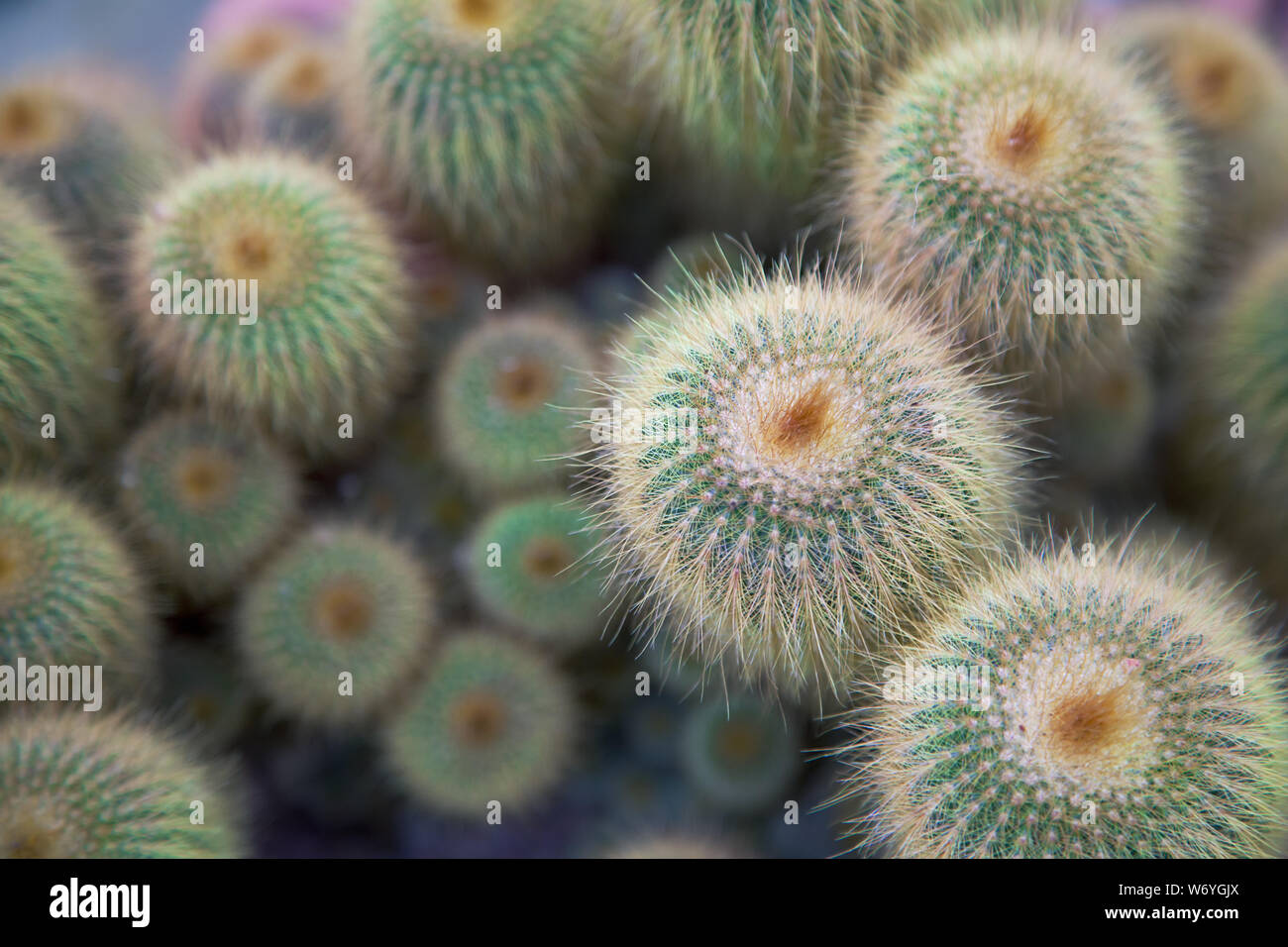 Cacti group hi-res stock photography and images - Alamy