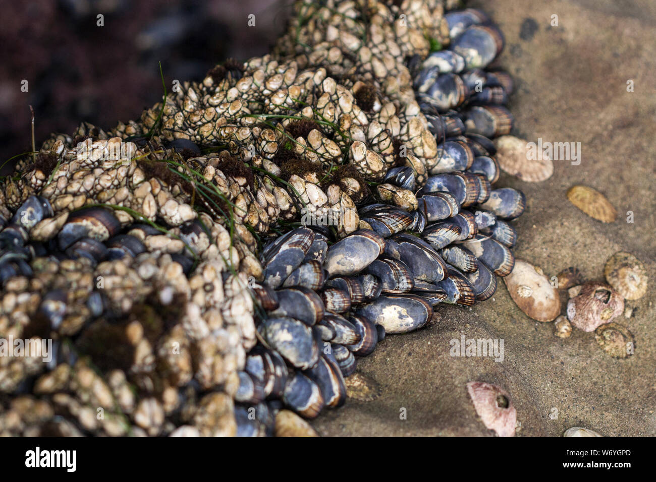 cluster of mussels growing in southern California tidepool Stock Photo ...