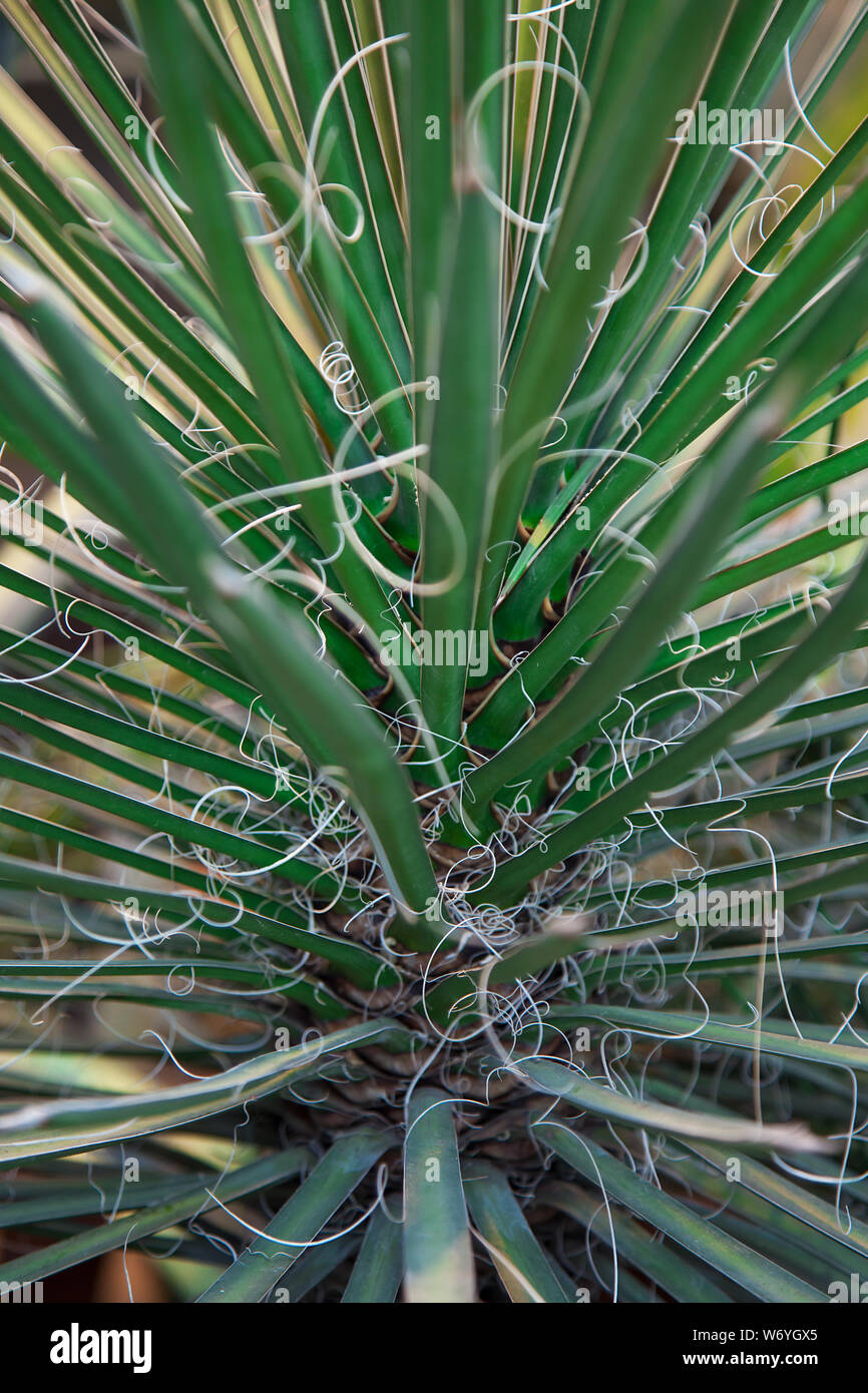 Agave filifera hi-res stock photography and images - Alamy