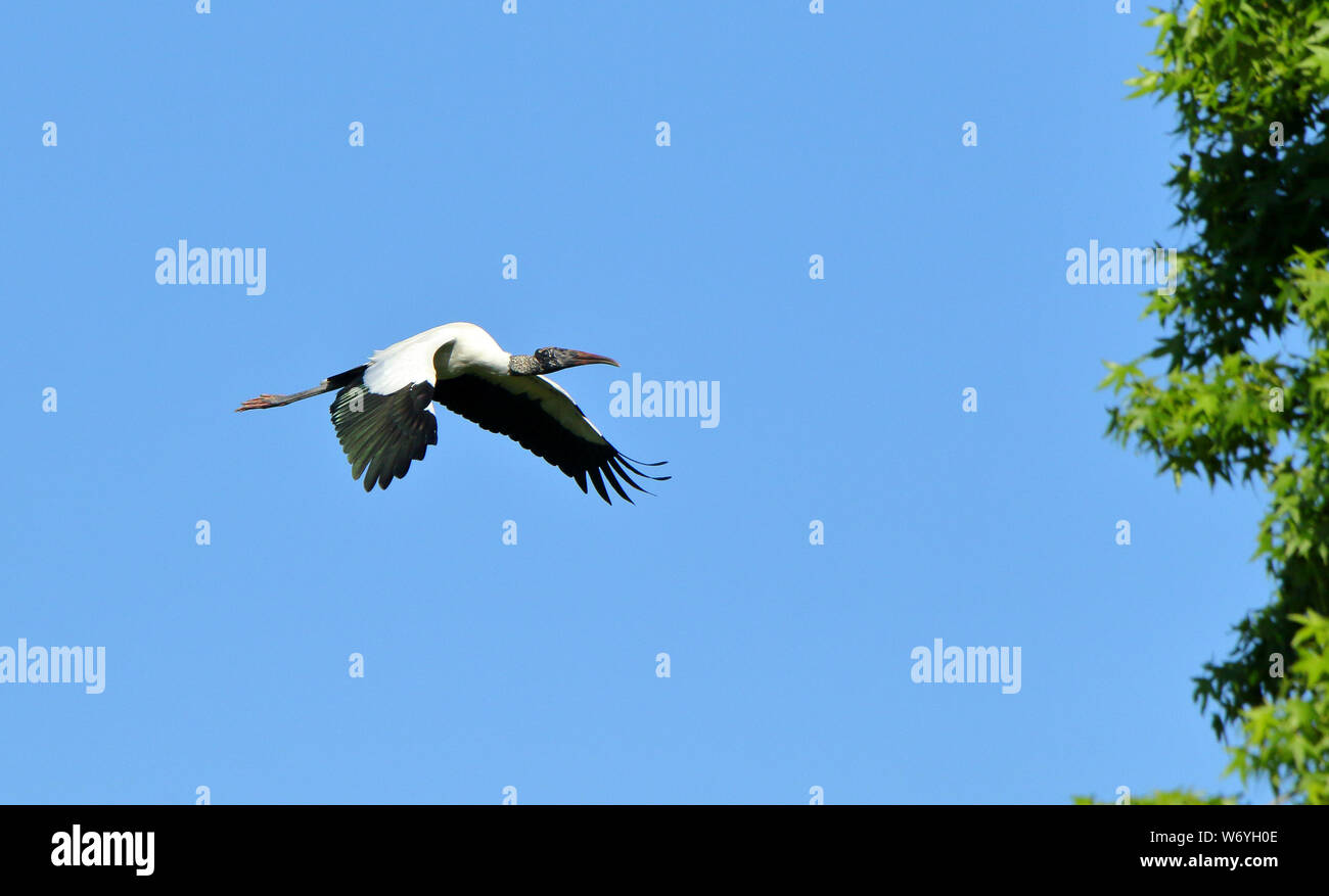 One wood stork flying Stock Photo - Alamy