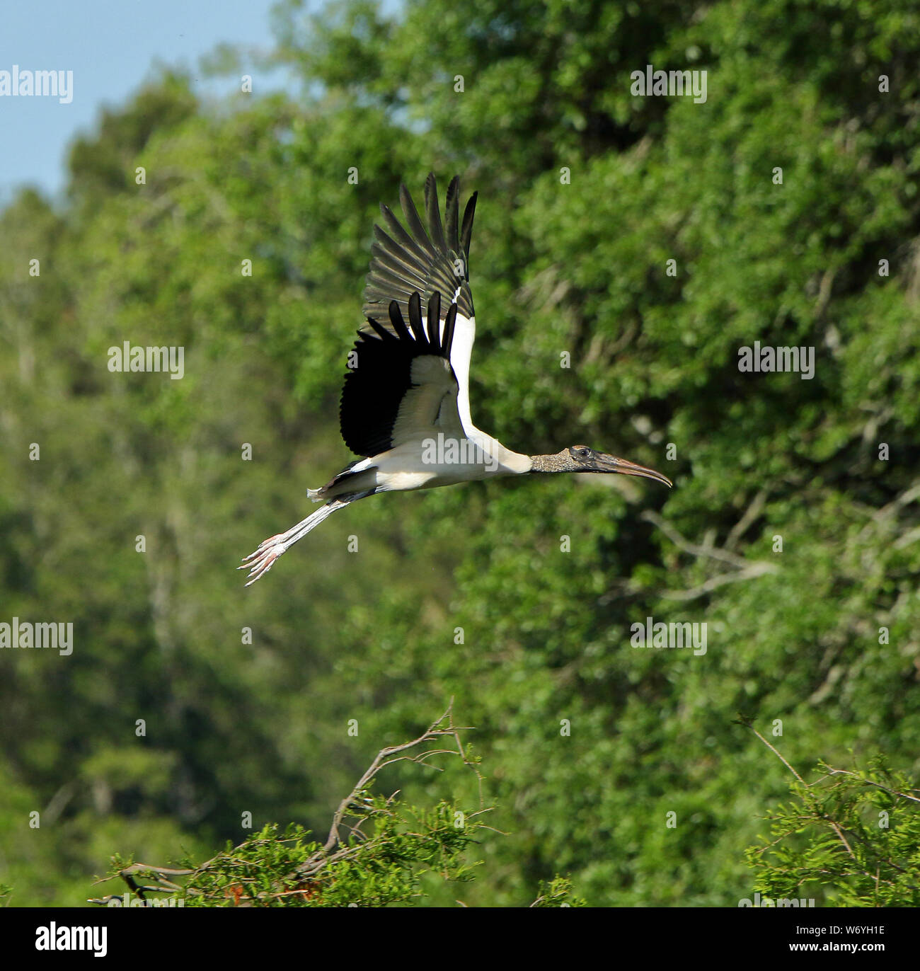 One wood stork flying Stock Photo - Alamy
