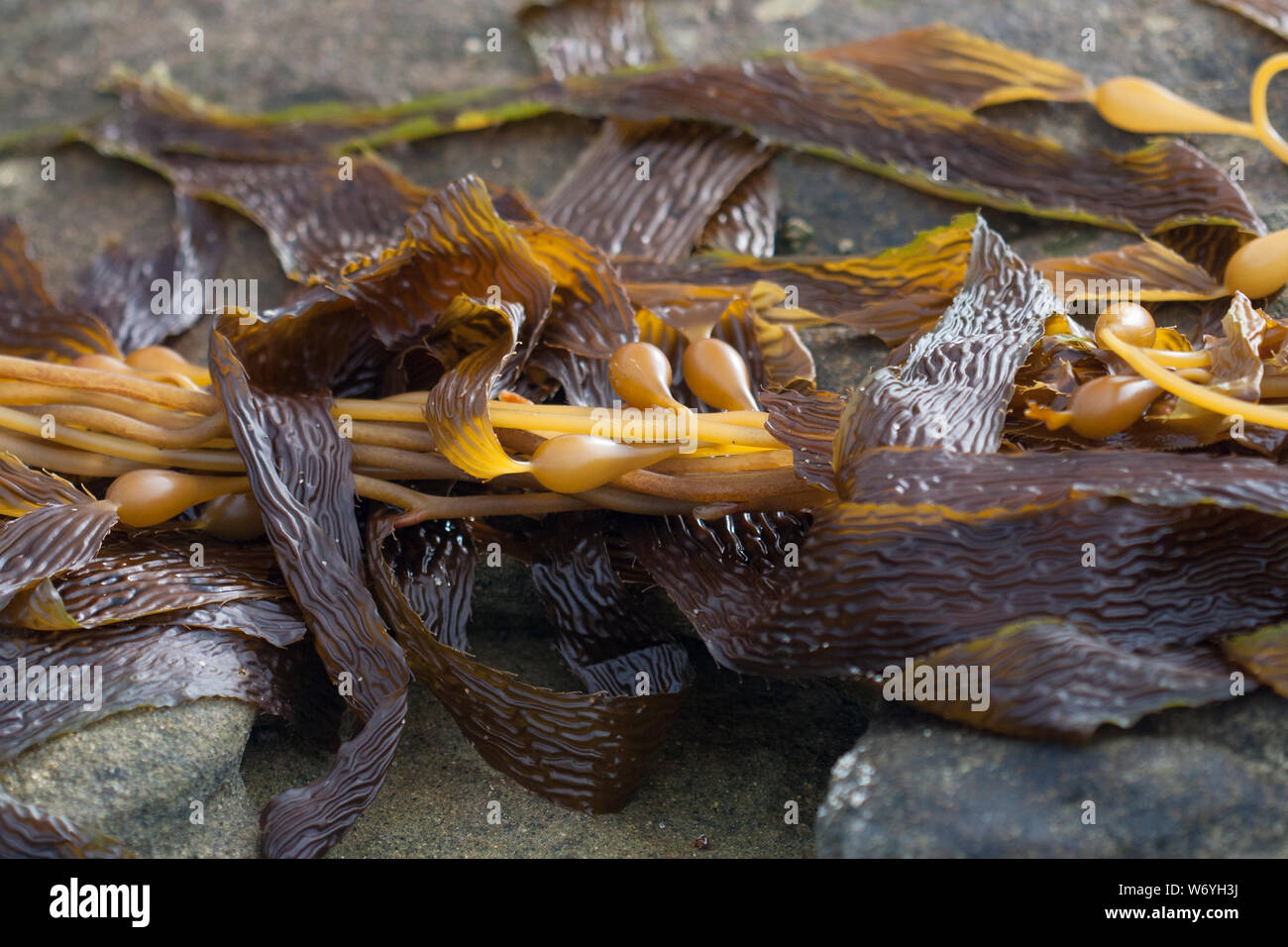 California sea lion in kelp forest hi-res stock photography and images ...