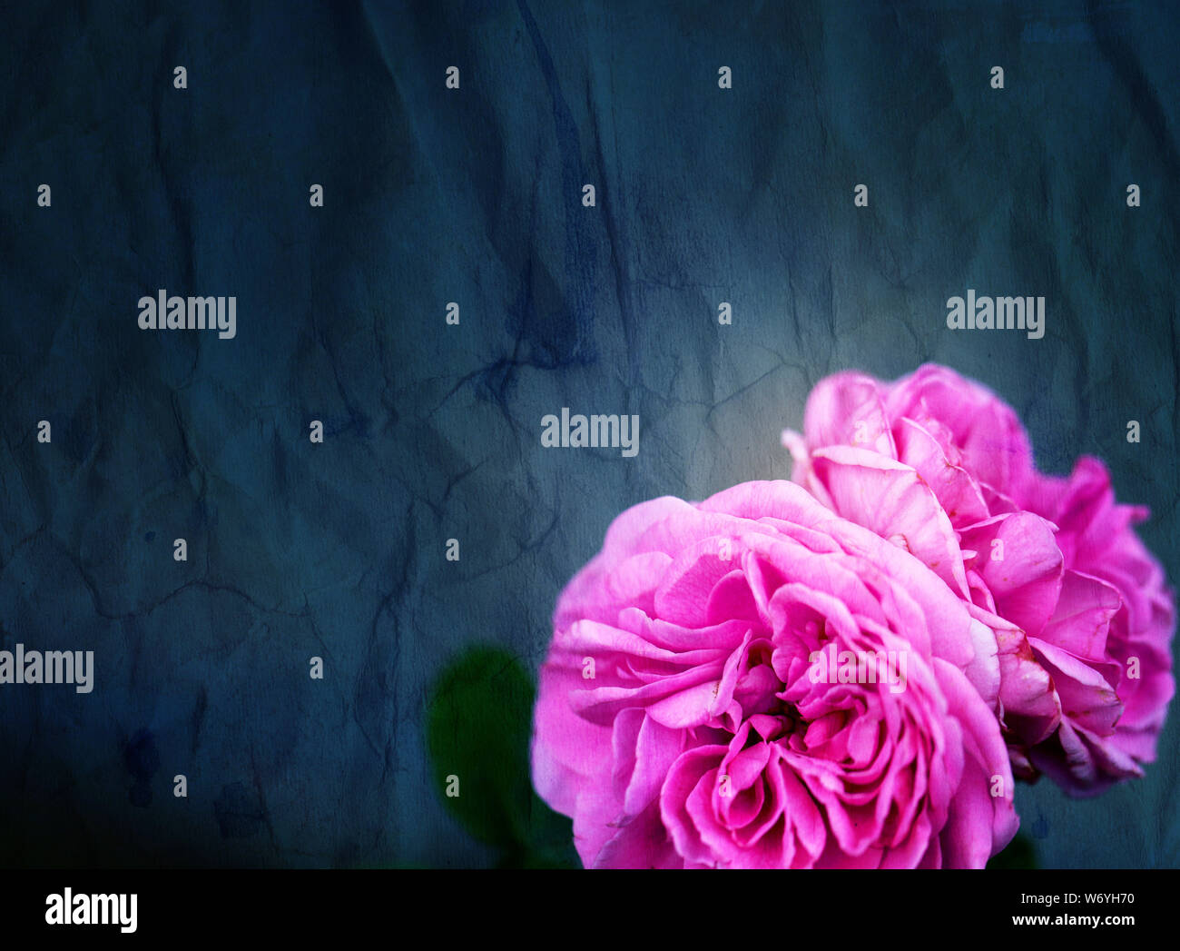 Gorgeous retro photo background super roses in the park. Template for ...