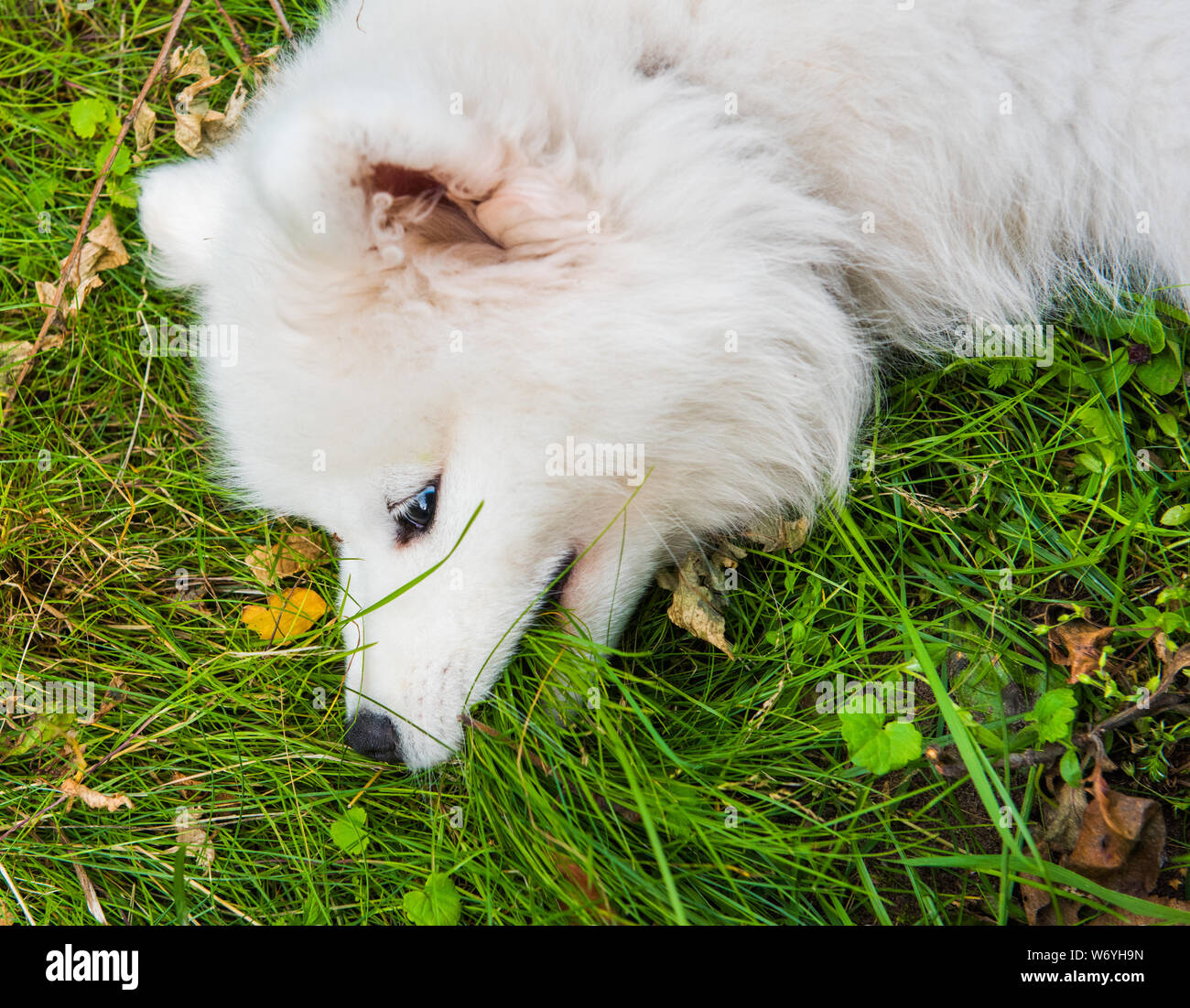 Funny Samoyed puppy dog top view in the garden on the green grass Stock ...