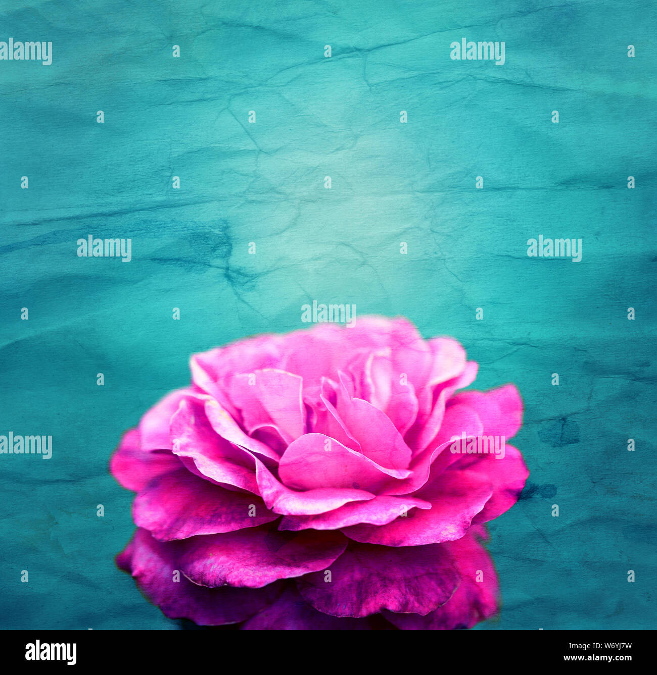 Gorgeous retro photo background super roses in the park. Template for ...