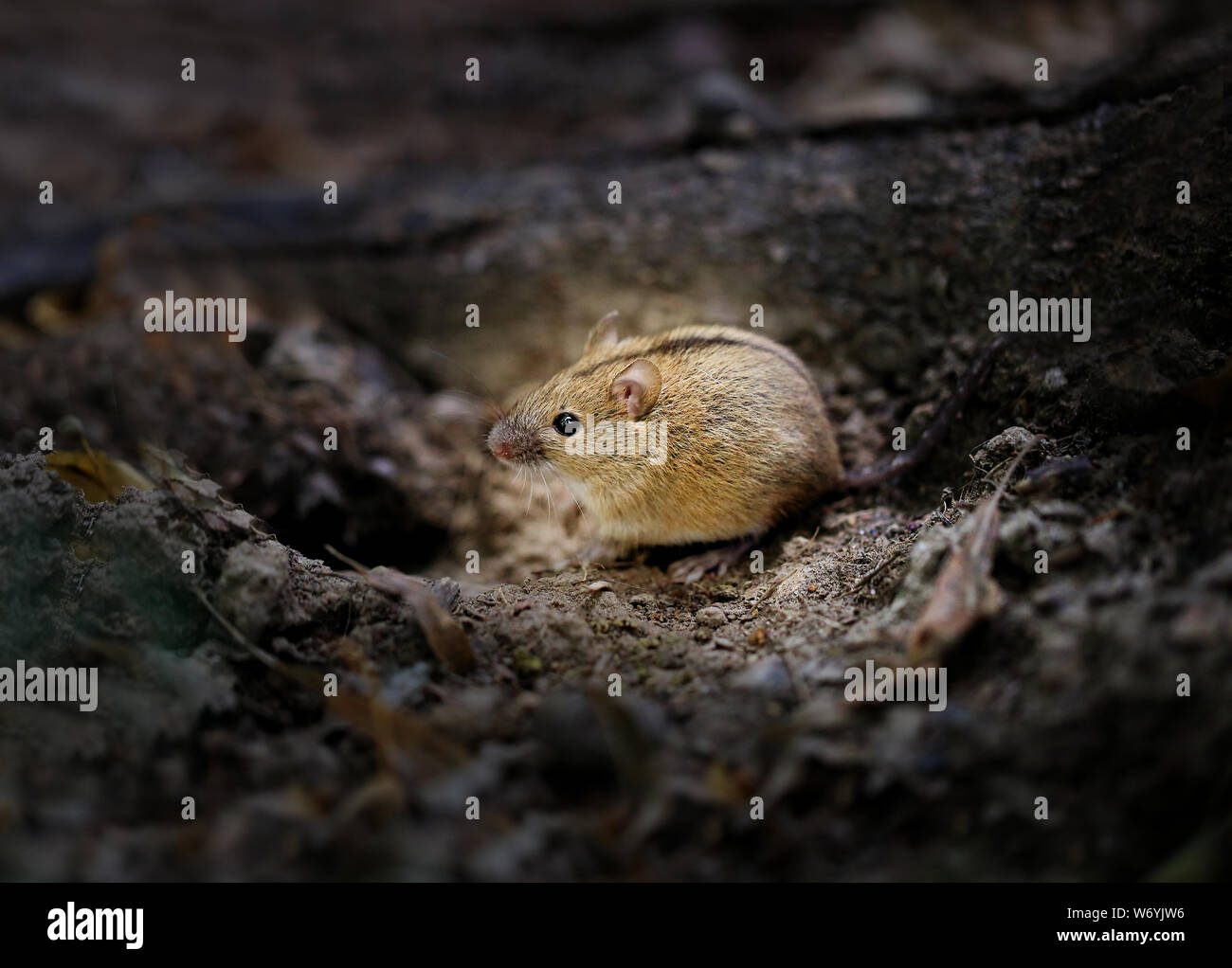 Chinese hamster hi-res stock photography and images - Alamy