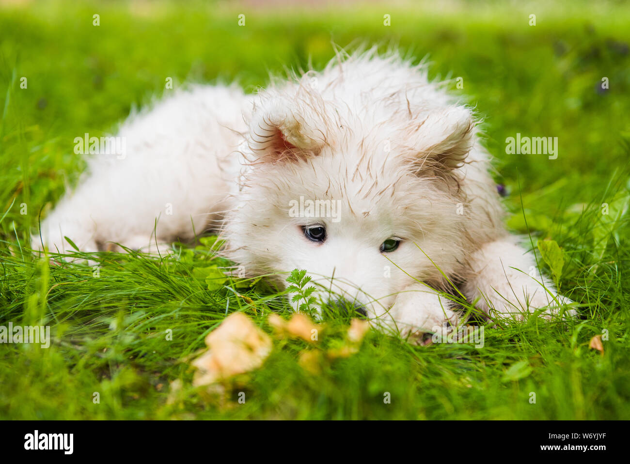 Samoyed puppy dog in the garden on the green grass Stock Photo - Alamy