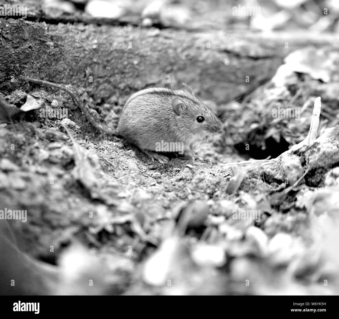 White fluffy tail Black and White Stock Photos & Images - Alamy