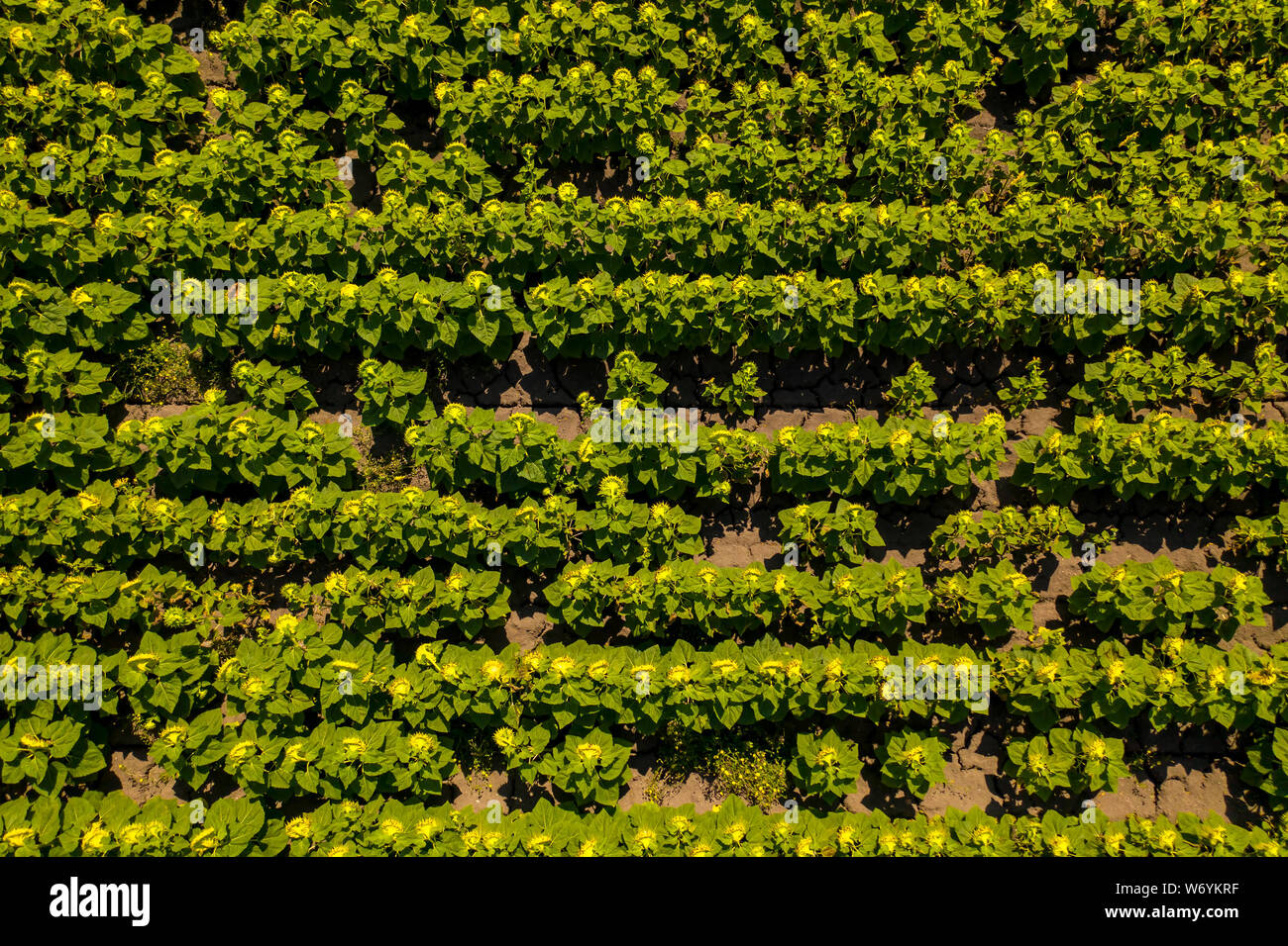 Sunflower field top view. Agricultural landscape from a bird sight ...
