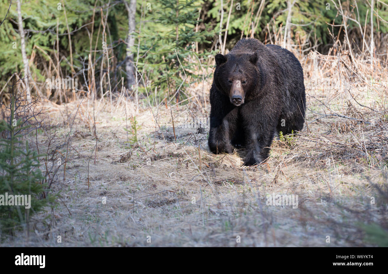 Grizzly bear in the wildrocky mountains, canada Stock Photo - Alamy