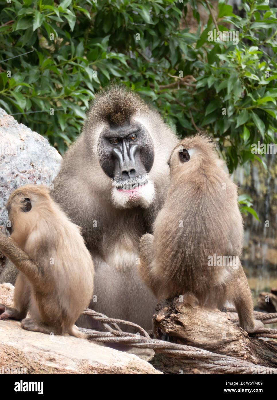 Equatorial guinea species hi-res stock photography and images - Alamy