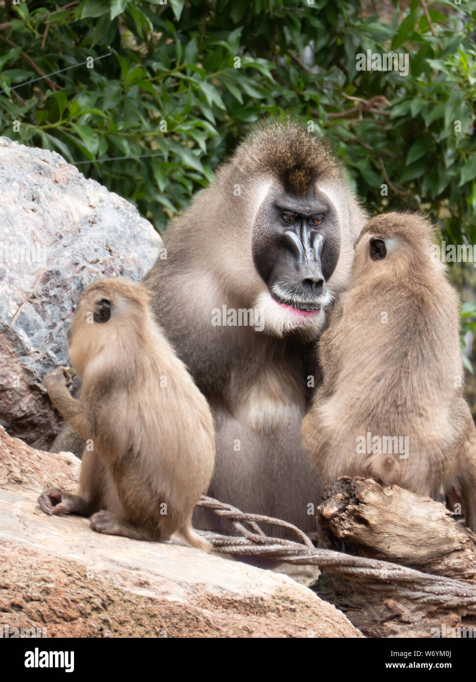 Guinea baboon male hi-res stock photography and images - Alamy