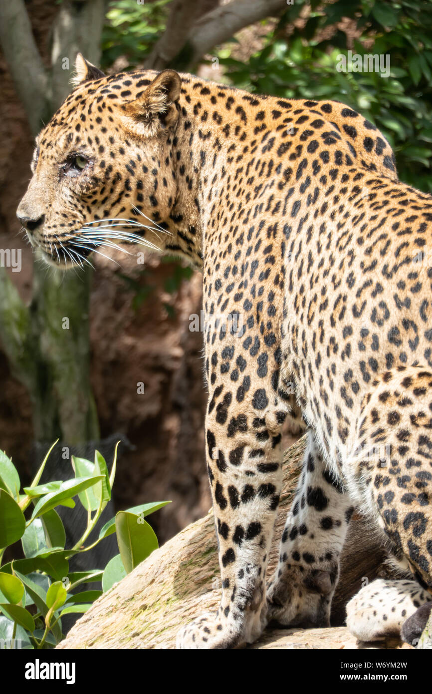 Maneater leopard hi-res stock photography and images - Alamy