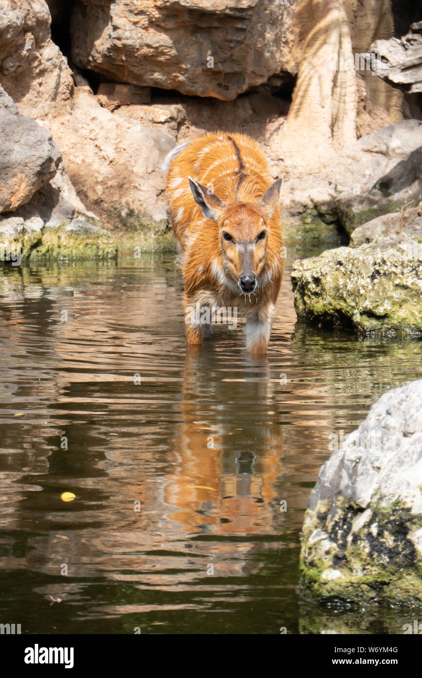 Sudan antelope hi-res stock photography and images - Alamy