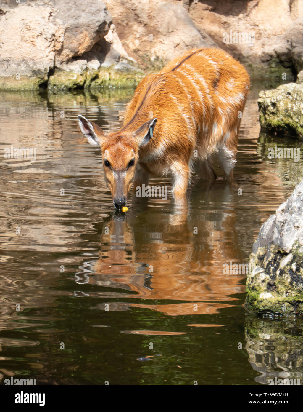 Sitatunga or marshbuck (Tragelaphus spekii) a swamp-dwelling antelope ...