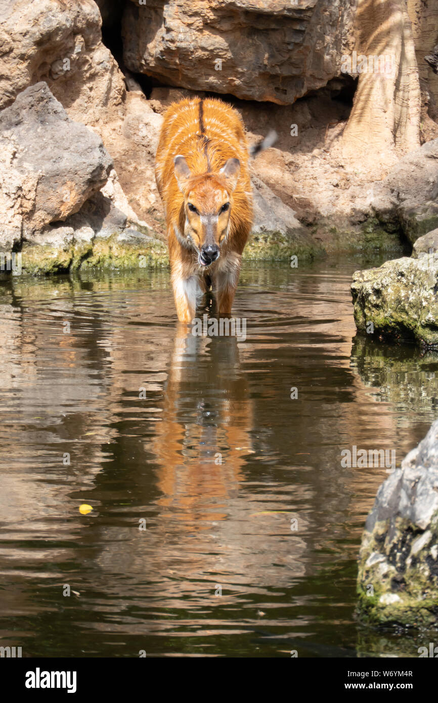 Cameroon national holidays hi-res stock photography and images - Alamy
