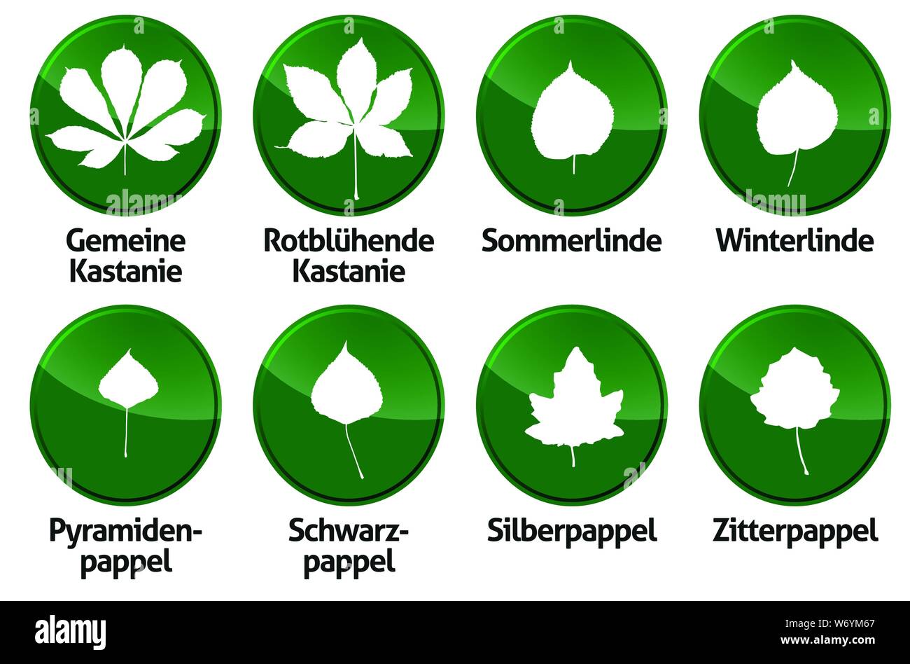 Poplar leaf outline Stock Vector Images - Alamy